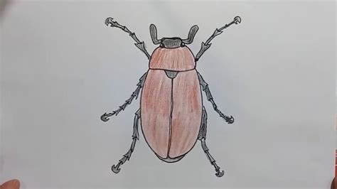 Как нарисовать жука за 12 шагов