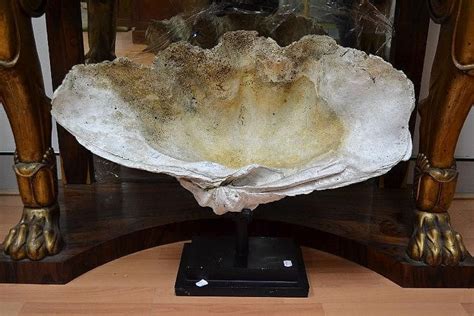 Giant Clam Shell On Stand Natural History Industry Science And Technology