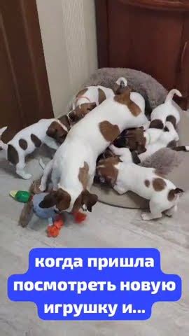 пришла посмотреть новую игрушку и была окружена детьми. щенки джек ...