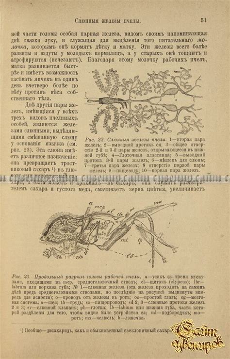 Пчела и пчеловодство. Полный курс пчеловодства для начинающих ...