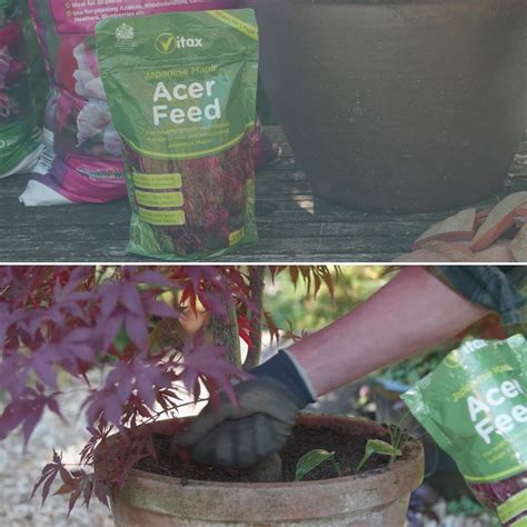 Growing And Caring For Japanese Maples Complete Gardening