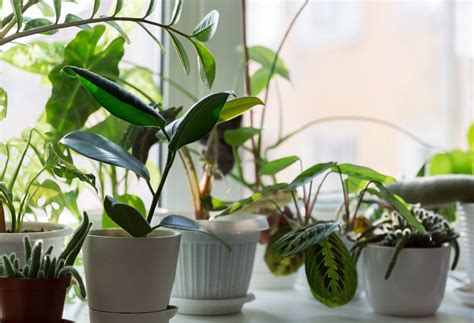 Houseplant Propagation Errors That Can Kill Your Cuttings Livingetc