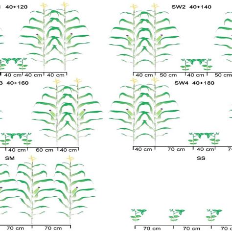 Field Layout Of Different Strip Width Arrangements Of Download