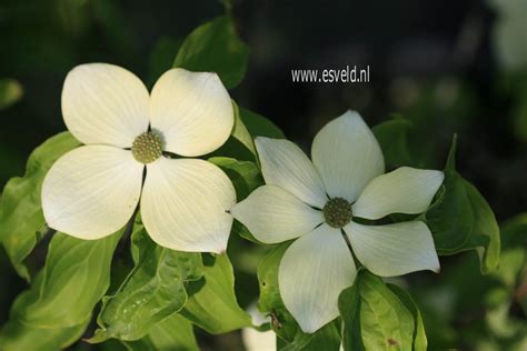 Picture and description of Cornus kousa 'KN4-43' (STARLIGHT)