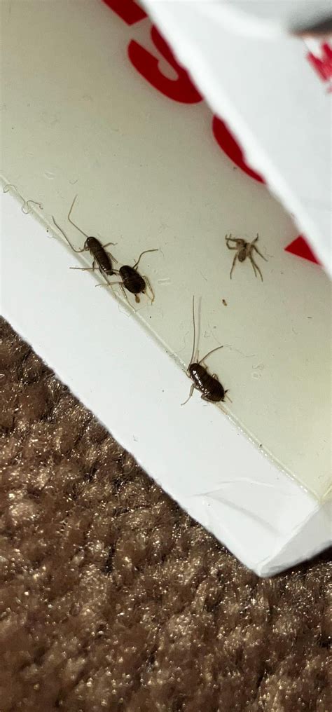 Id Request Any Idea What Type Of Roach These Are Weve Been Treating An American Roach Problem