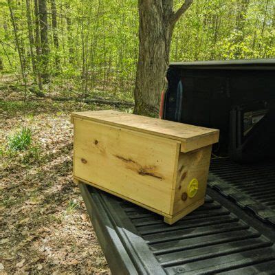 Right Way To Transfer Bees From Nuc To Hive Beekeepingstudy