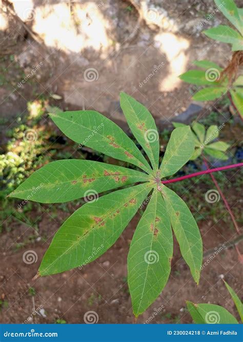Cassava Yellow Variegated Royalty Free Stock Image