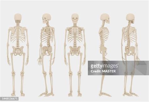 Female Skeleton Artwork Photos And Premium High Res Pictures Getty Images