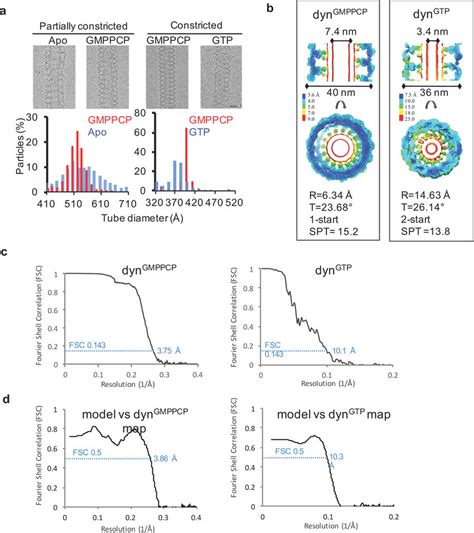 Cryo Em Parameters And Data Analysis A Diameter Distribution Of Download Scientific Diagram