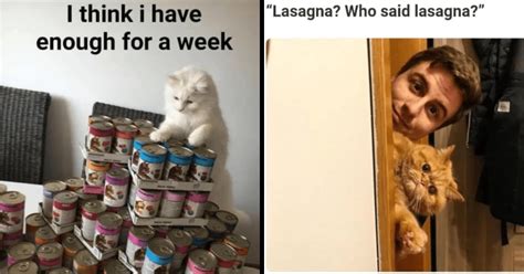 Funny Feline Friday Featuring 35 Pawsitively Hissterical Cat Memes I