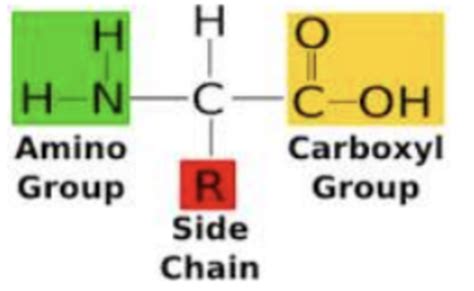 Bio 161 Learning Objective Questions Flashcards Quizlet