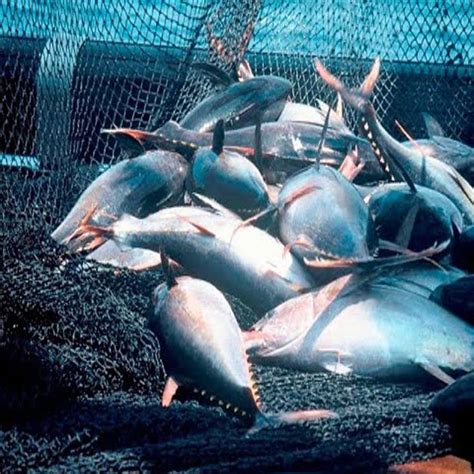 Big Catch Fishing Vessel On The Sea Giant Bluefin Tuna Net Fishing Process
