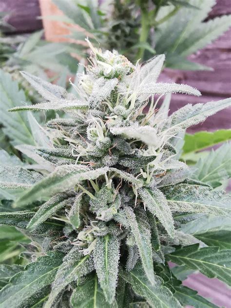 Jack Herrer By Advanced Seeds R Weedgrower