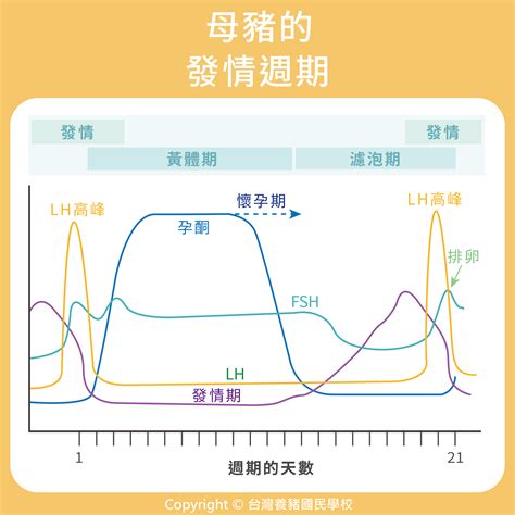 台灣養豬國民學校 從排卵、懷孕、分娩到泌乳，母豬必當經歷一連串的內分泌風暴。每個時期都有不同的內分泌激素來調控母豬