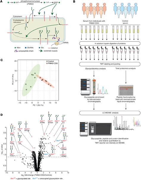 Table 1 From A Complement C4 Derived Glycopeptide Is A Biomarker For Pmm2 Cdg Semantic Scholar