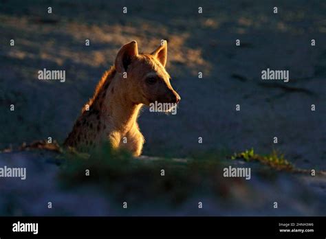 Young Hyena Pup Evening Sunset Light Hyena Detail Portrait Spotted