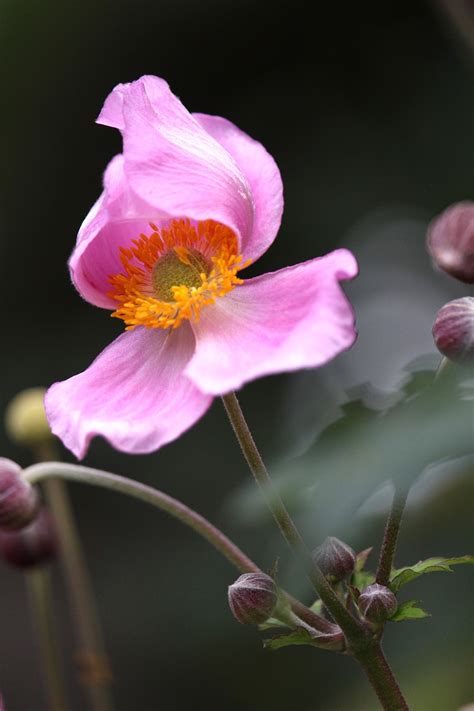 アネモネ ピンクの花 ブルーム Pixabayの無料写真 Pixabay