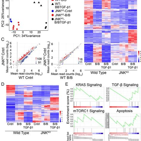 Disruption Of The Stress Activated Jnk Signaling Pathway In Human