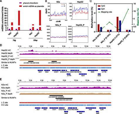 Enrichment Of Mitochondrial Dna Improves The Mapping Rate And Download Scientific Diagram