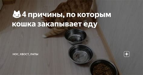 😼4 причины по которым кошка закапывает еду Нос хвост лапы Дзен