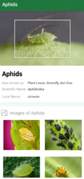 Github Stevefrancis Pest Detector A Mobile Application For Detection Of Pests In Lettuce