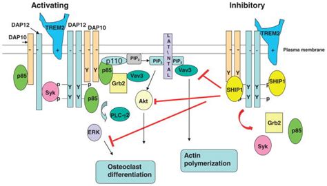 Trem2 And Dap12 Dependent Activation Of Pi3k Requires Dap10 And Is Inhibited By Ship1 Pmc