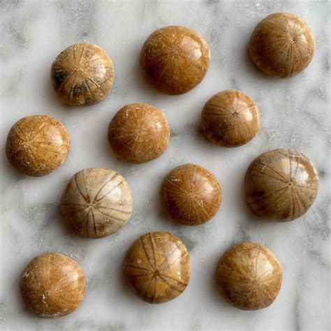Sand Dollar Fossil Mini Minera Emporium Crystal And Mineral Shop