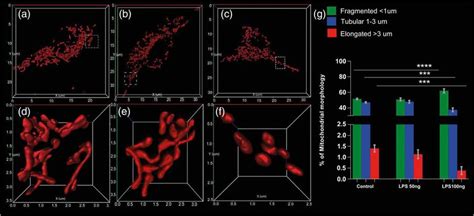 Lipopolysaccharide Lps Induces Dose Dependent Mitochondrial
