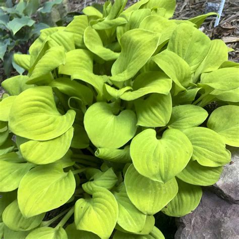 Hosta Gold And Chartreuse Varieties Longfellow S Garden Center