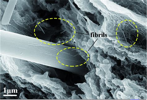 The Fibrils Structure In Ptfe F Gf After Tensile Fracture Download