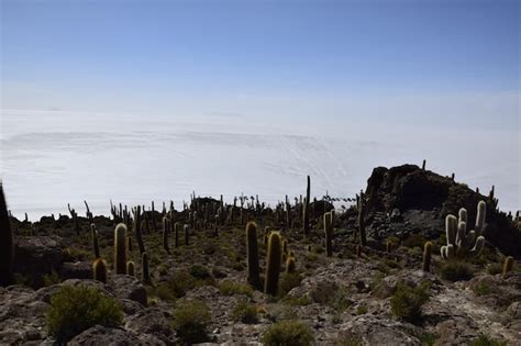 볼리비아의 우유니 살라르 데 우유니salar De Uyuni 세계 최대 염전 내 잉카우아시 섬의 선인장 프리미엄 사진