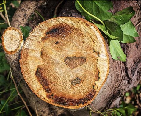 Why Why Did You Cut Me Down Rpareidolia