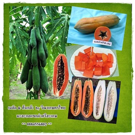 มะละกอแขกดำศรีสะเกษ โดยวีณาเกษตรไทย อ ธัญบุรี จ ปทุมธานี รหัสสินค้า 273440