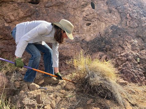 The Fight To Protect Arizonas Iconic Saguaros From Invasive