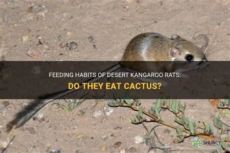 Feeding Habits Of Desert Kangaroo Rats Do They Eat Cactus Shuncy