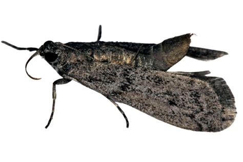 Mediterranean Flour Moth