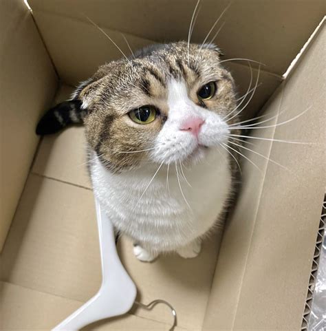 님들 커여운 고양이 보실래요 숲 SOOP 에펨코리아