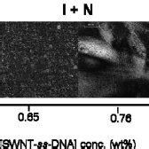 Experimental Phase Diagram For 1 0 1 0 SWNT Ss DNA Complexes As A Download Scientific Diagram