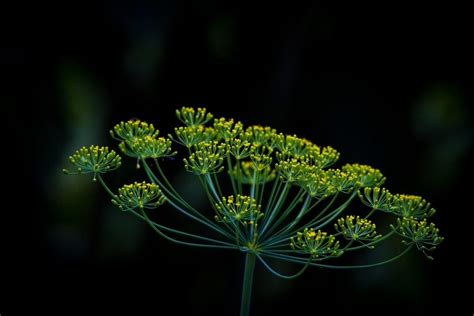 Cow Parsnip Heracleum Lanatum Attracts Bees With Nectar And Pollen