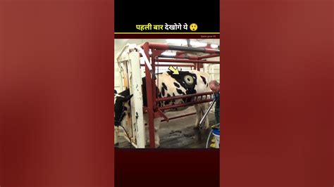 Why Cows Fitted With Portholes In Stomach 🤯 Shorts Youtubeshorts