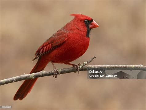 북부홍관조 프로필 홍관조에 대한 스톡 사진 및 기타 이미지 홍관조 빨강 일리노이 Istock