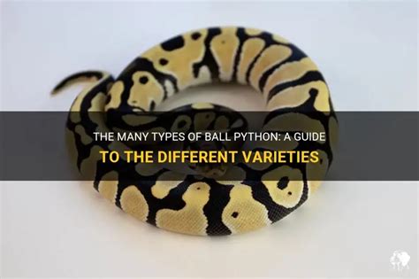 The Many Types Of Ball Python A Guide To The Different Varieties Petshun