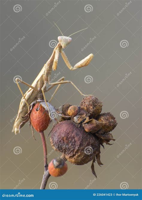 丛枝上的捕食昆虫螳螂 库存图片 图片 包括有 敌意 掠食性 模仿 欧洲 绿色 节肢动物 题头 226041423