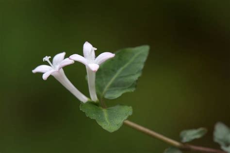 Mitchella Undulata Tsuruaridooshi