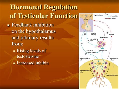 Ppt Brain Testicular Axis Powerpoint Presentation Free Download Id