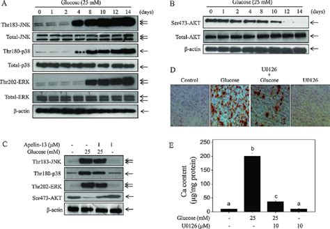 Apelin 13 Improves High Glucose Induced Dysfunction Of Mapks And