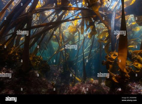 Kelp Forest Underwater In The Atlantic Ocean Furbellow Seaweed