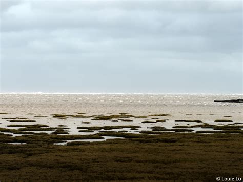 死亡擱淺 高美溼地 Stranding Gaomei Wetlands louie lu s blog