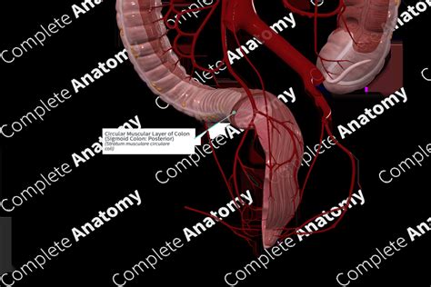Circular Muscular Layer Of Colon Sigmoid Colon Posterior Complete
