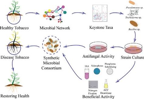 抑制性土壤的根际微生物群保护植物免受茄病镰刀菌感染pest Management Science X Mol